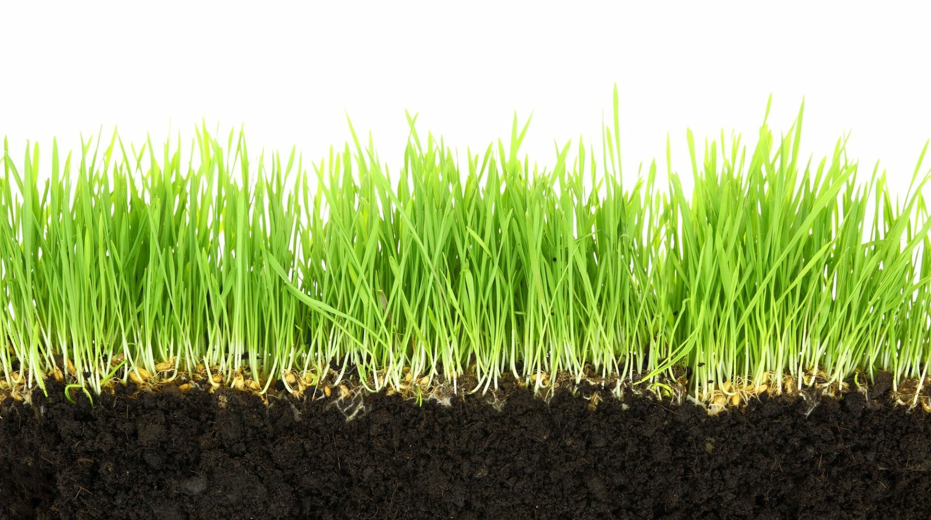 Why September is the Perfect Time for Seeding - Raimondi Horticultural ...